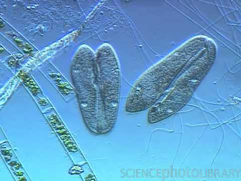 Paramecium conjugation
