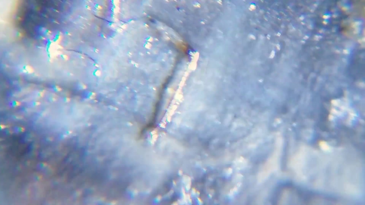 TURTLE SHELL under MICROSCOPE - YouTube