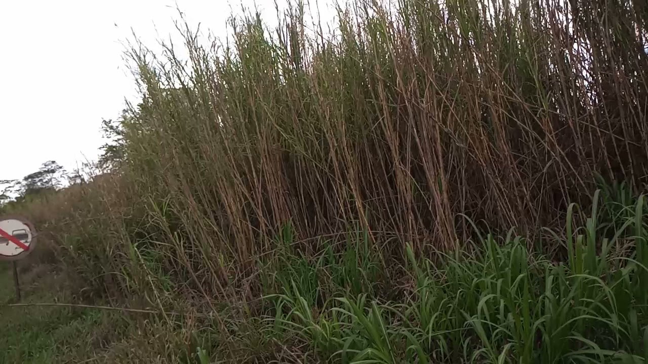 Colhendo mudas de capim napier! - YouTube