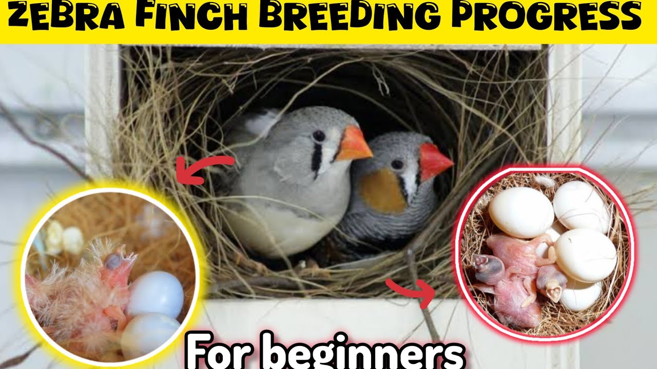 zebra finch breeding progress|how to breed zebra finches - YouTube