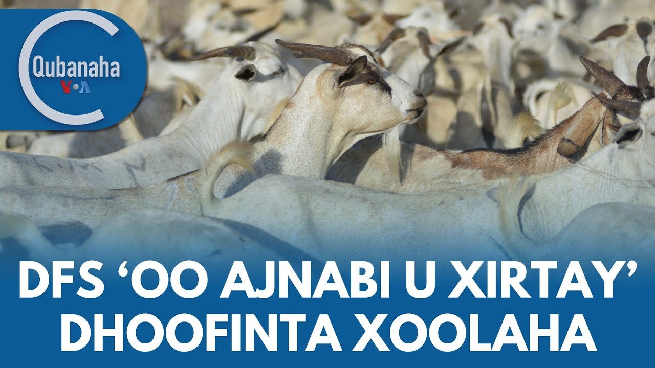 Dhoofinta xoolaha Soomaaliya oo loo xiray ajnabi | Qubanaha VOA - YouTube