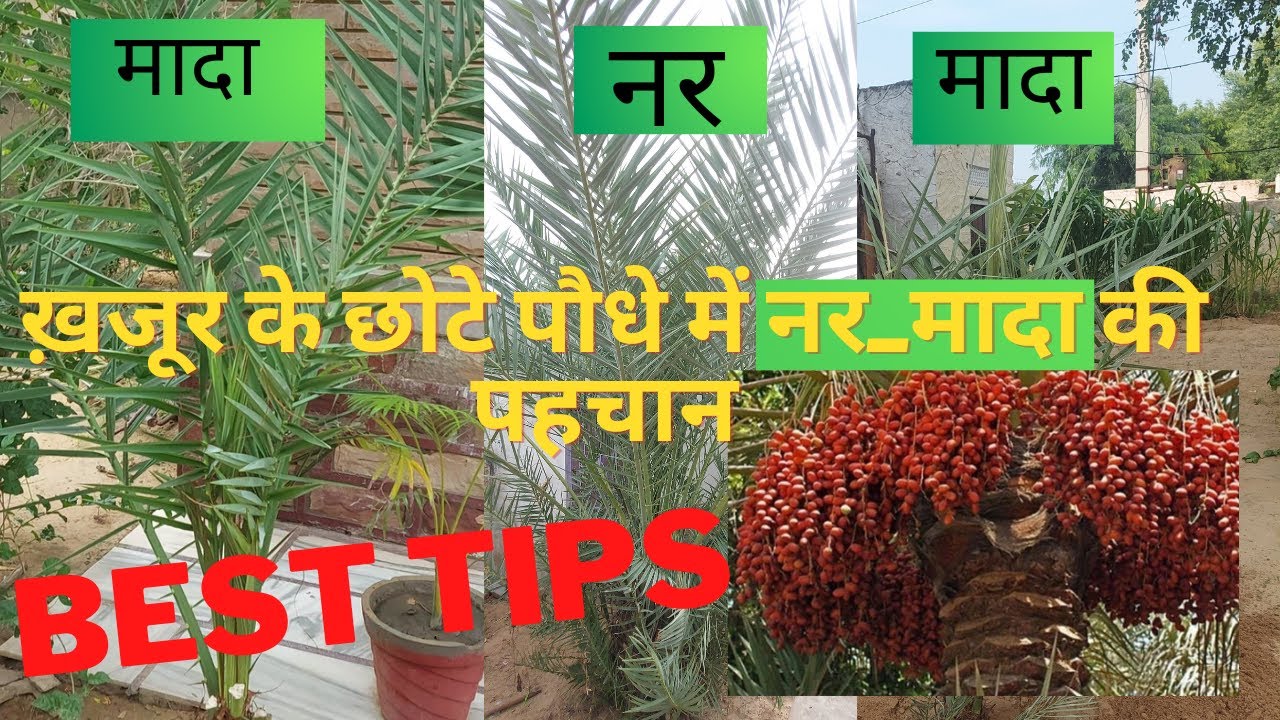 खजूर के छोटे पौधें में नर_मादा की पहचान कैसे करें । HOW TO IDENTIFY ...
