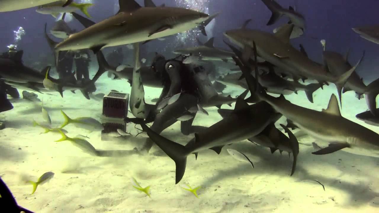 Stuart Cove Shark Dive - YouTube