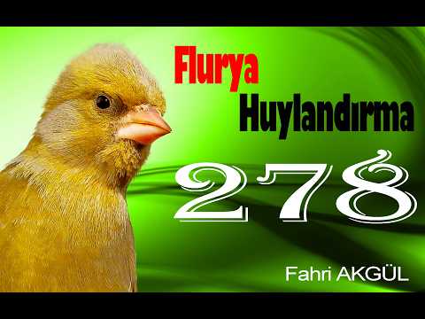 Fahri AKGÜL - Flurya Huylandırma 278