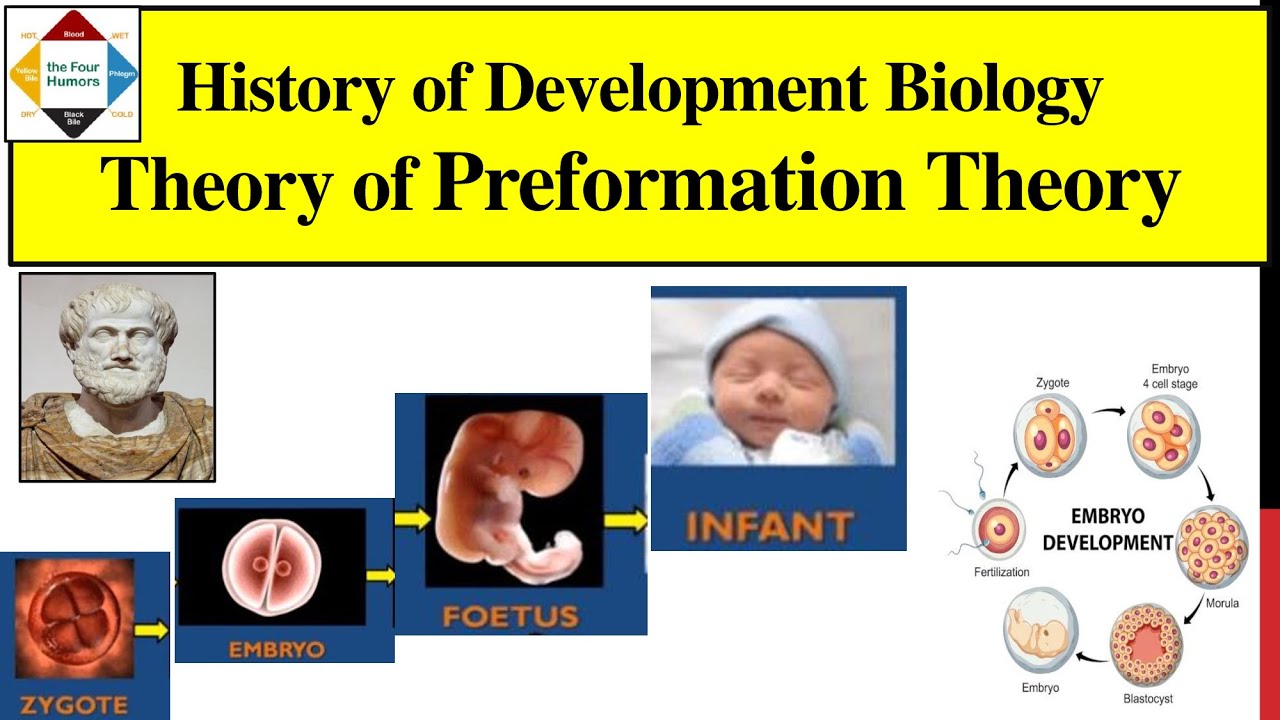 History of Embryology | Preformation Theory | Encasement Theory ...