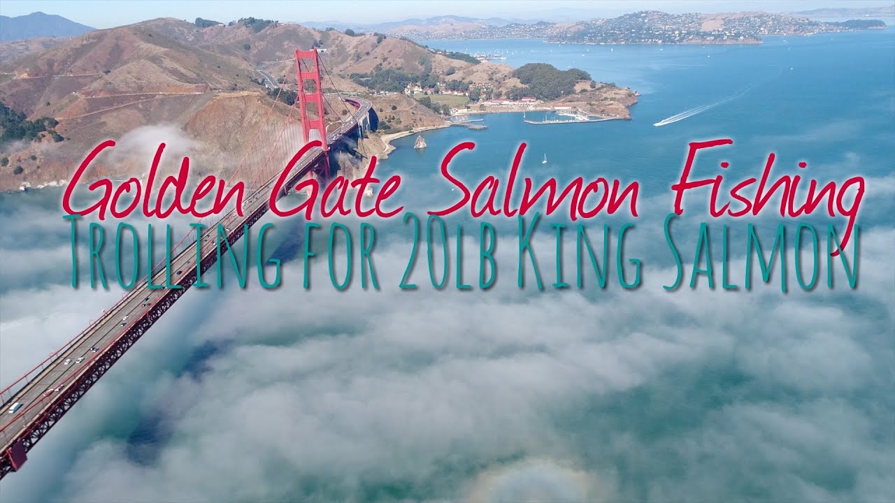 Golden Gate King Salmon Fishing | Huge Chinook Salmon Landed Trolling ...
