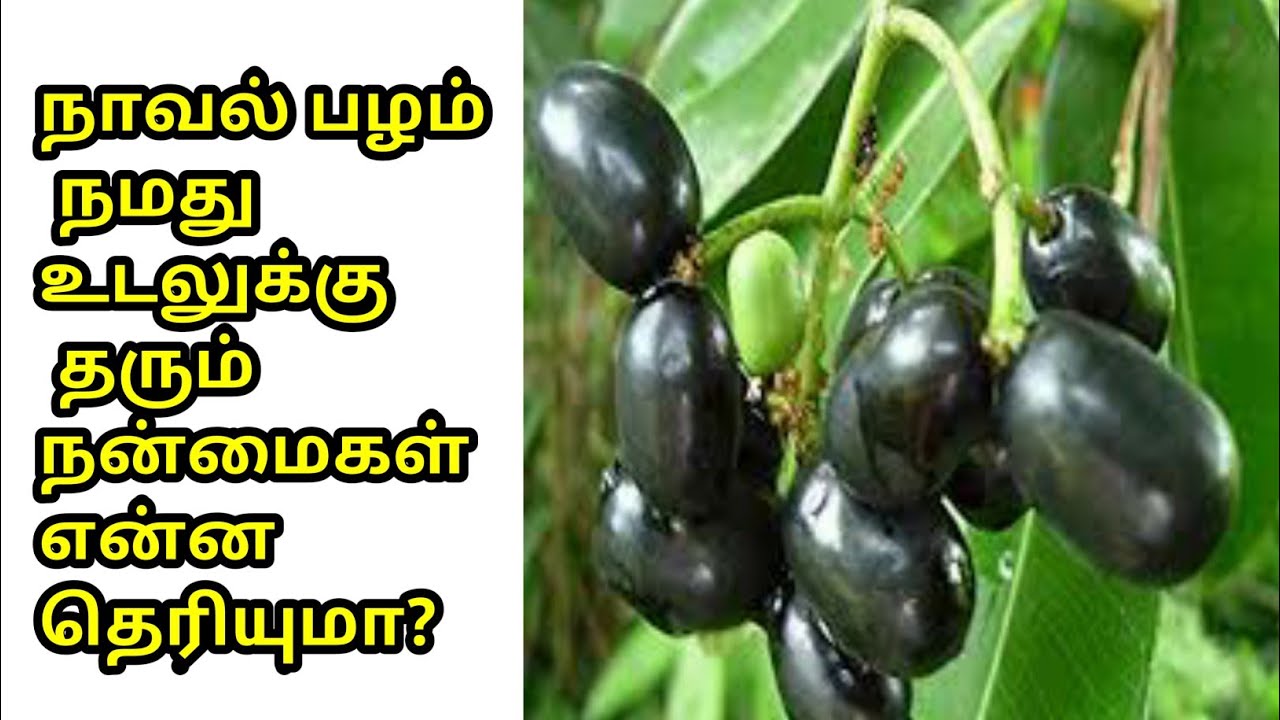 நாவல்பழம் மருத்துவ பயன்கள்! | Naval palam medicine benefits in tamil ...