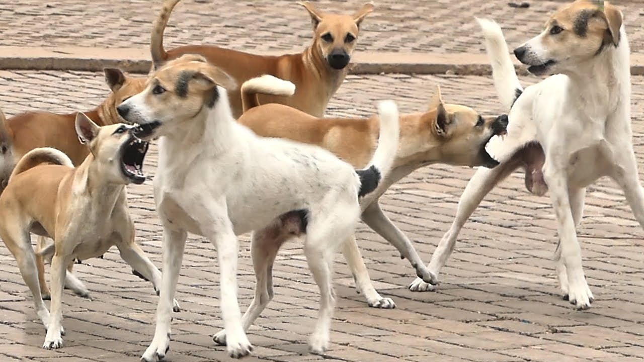 Street Dogs Gang - YouTube