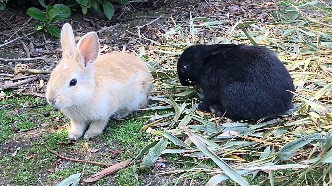The twin baby rabbits are super cute! - YouTube