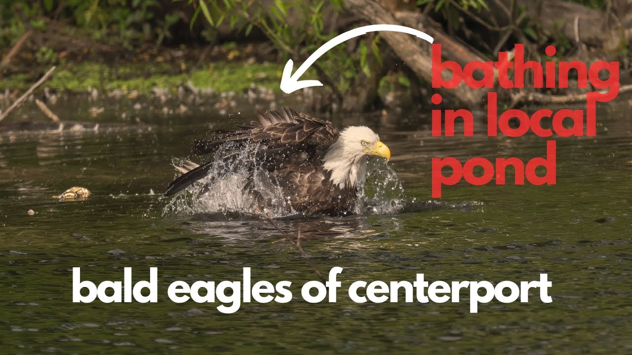 BALD EAGLE BATHING IN LOCAL POND !! - YouTube