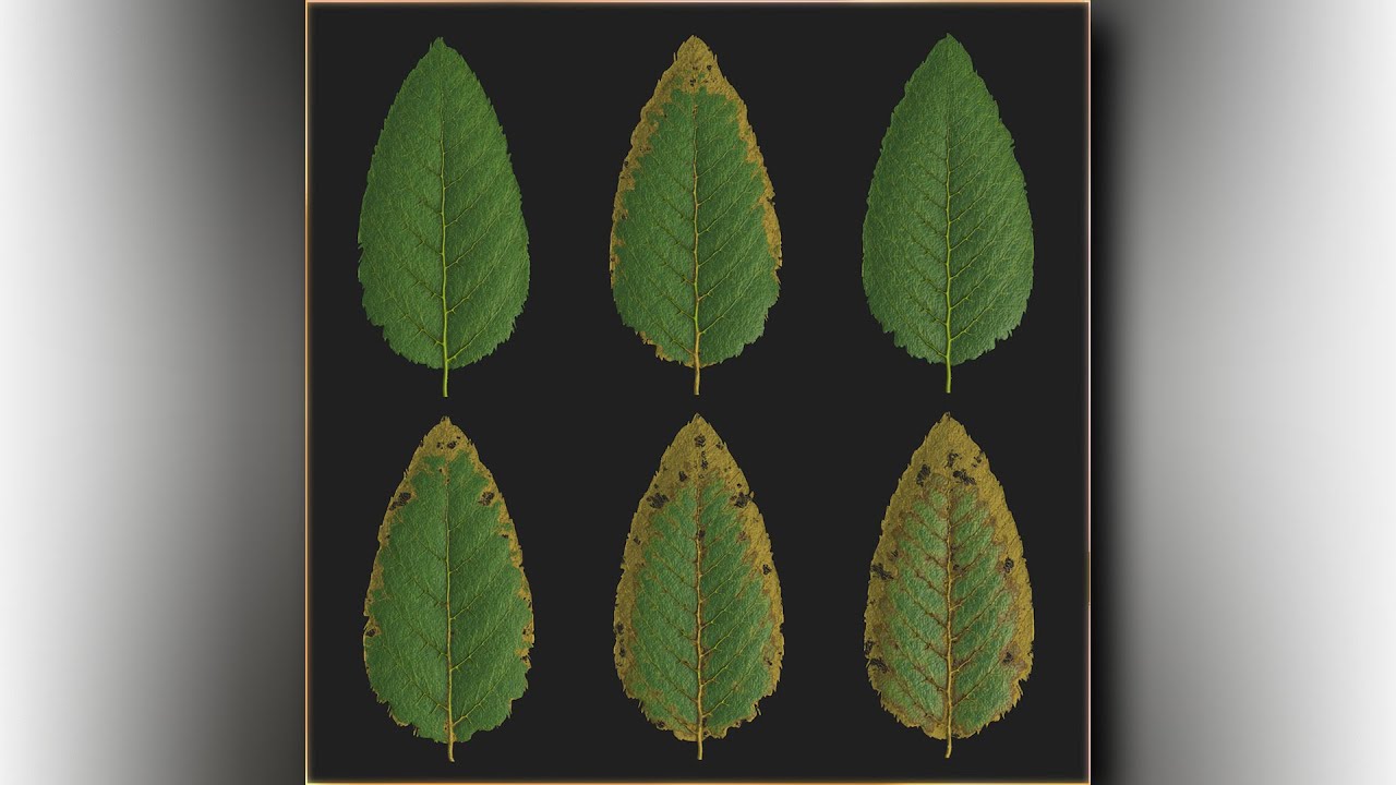 Leaf PBR Material Generator - Prototype Preview - Substance Designer ...