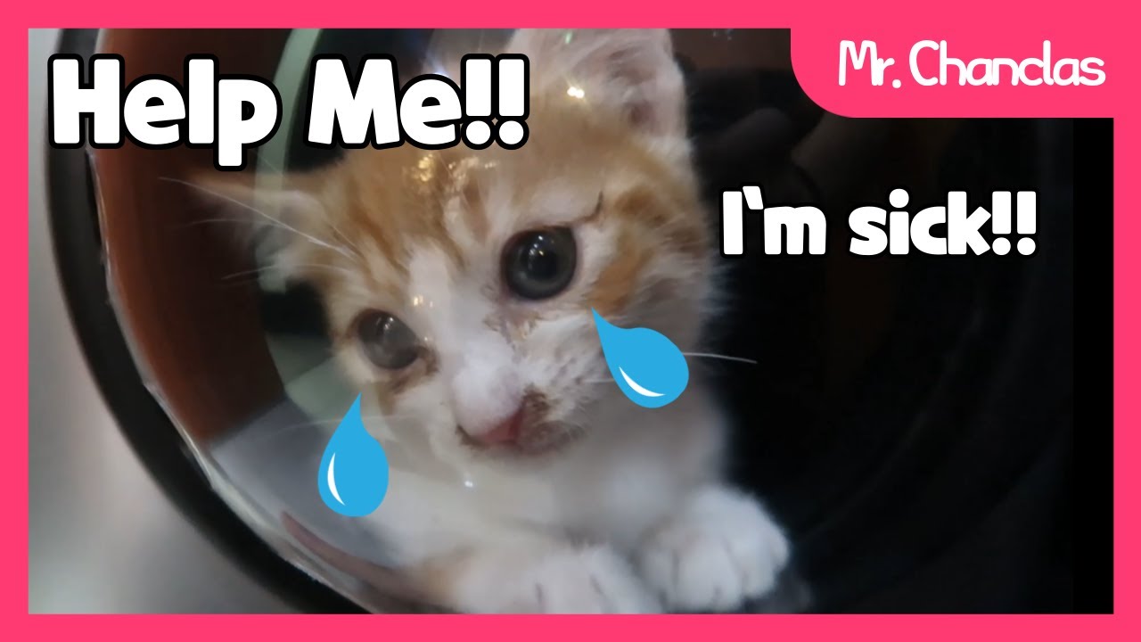 Kitty Check-Up - YouTube