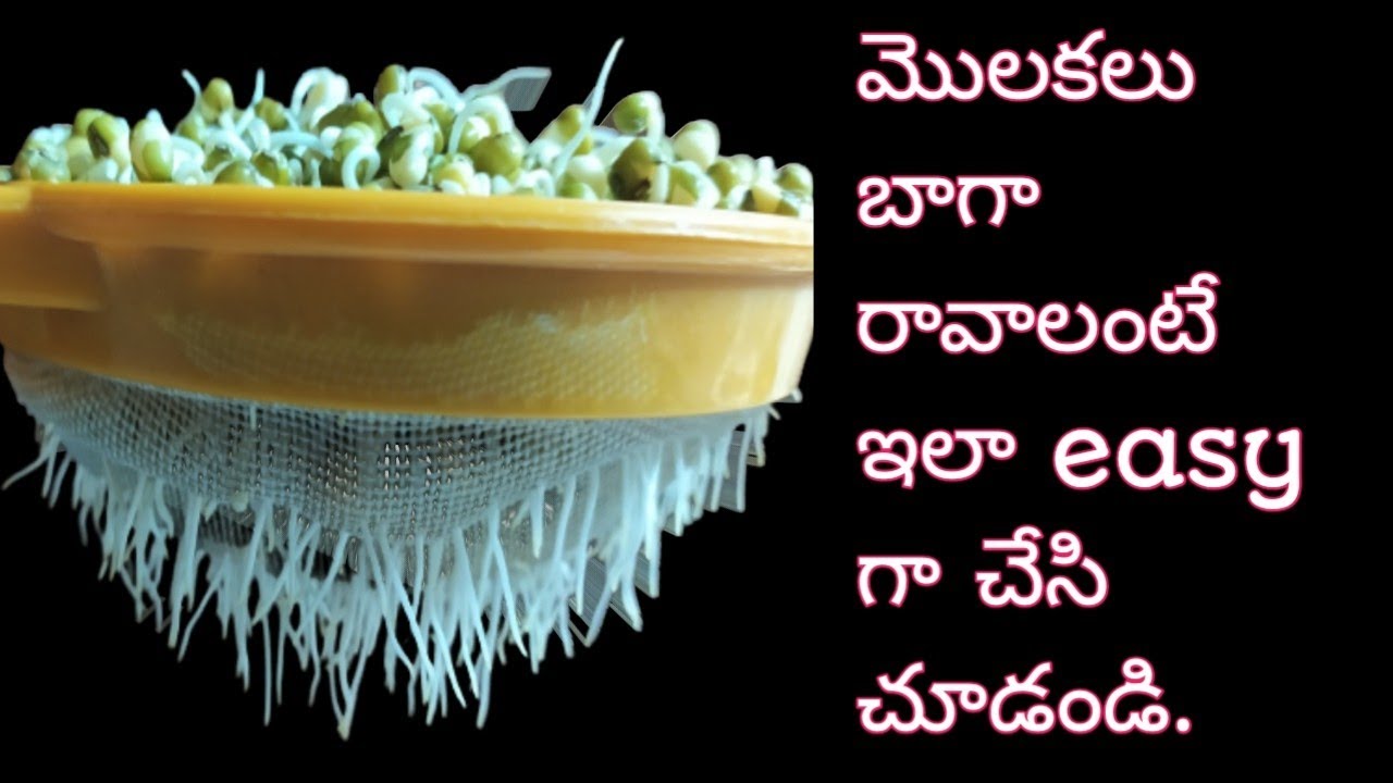 How To Make Sprouts With Simple Tips | Mung Bean Sprouts| Molakalu ela ...