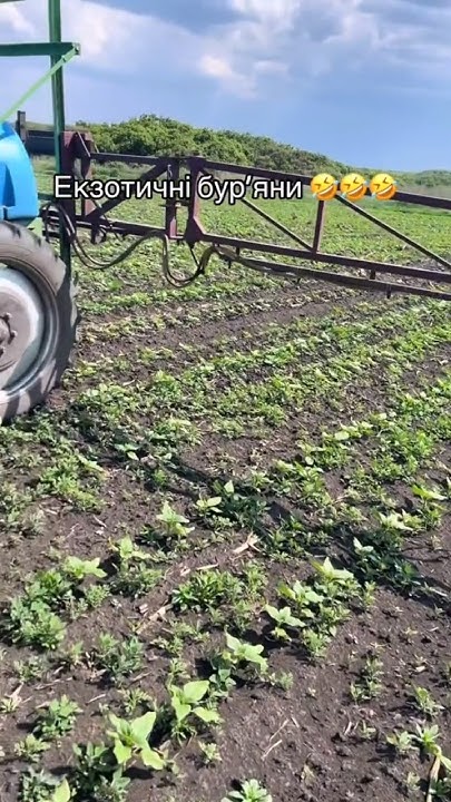 Екзотичні бур'яни🤪😂😂😂#агроном#агрохолдинг#мтз#село#сільськежиття#агро# ...
