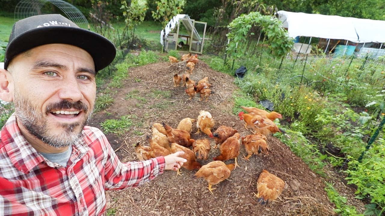 Move MEAT Chickens in the garden for BETTER food NEXT YEAR - YouTube