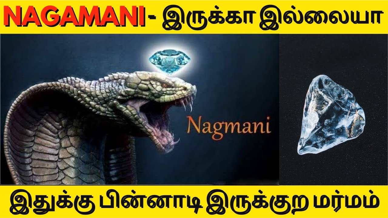 Nagamani | Snake Stone Is Real | It's Mystery | In Tamil | - YouTube
