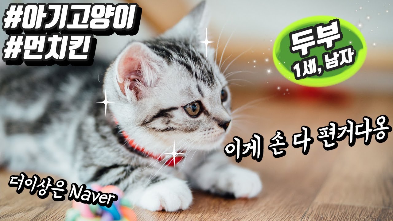 너무너무너무 귀여운 먼치킨 아기고양이, 두부가 왔어요!! #소다티비 #아기고양이 #먼치킨 #Kitten #Munchicken ...