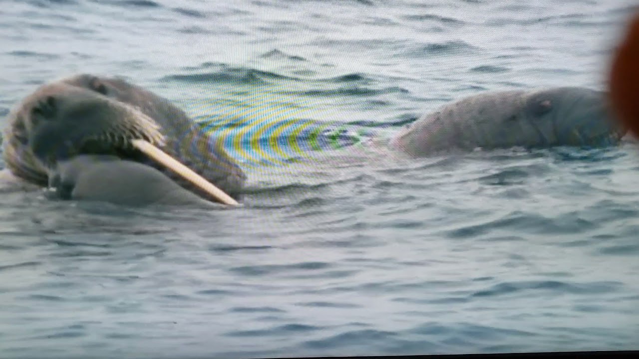 Arctic Tale clip 3 - YouTube