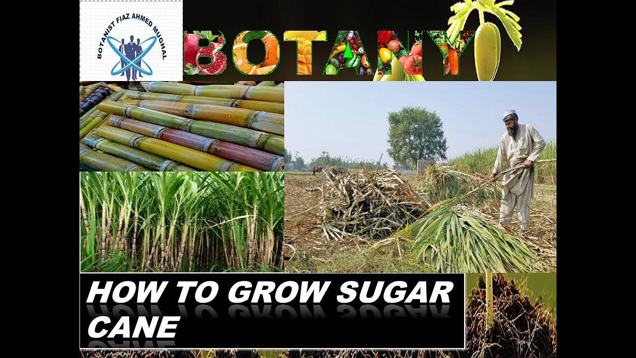 how to grow sugar cane, saccharum officinarum - YouTube