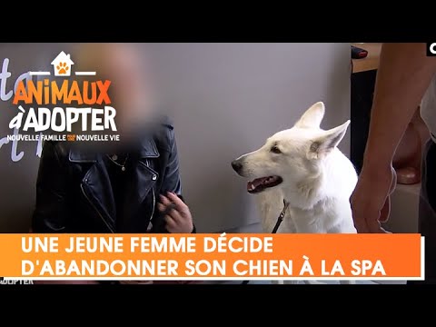 Peu présente, une jeune femme décide d'abandonner son chien à la SPA - Animaux à Adopter
