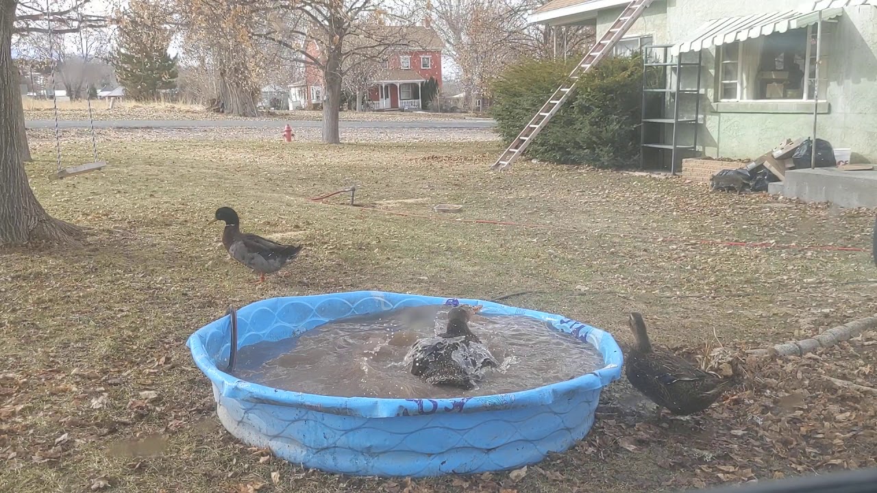Rowan mallard ducks mating ritual.What The Duck - YouTube