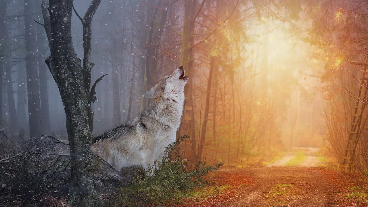 Wolves Howling l #4 l Best Video Compilation 2022 - YouTube