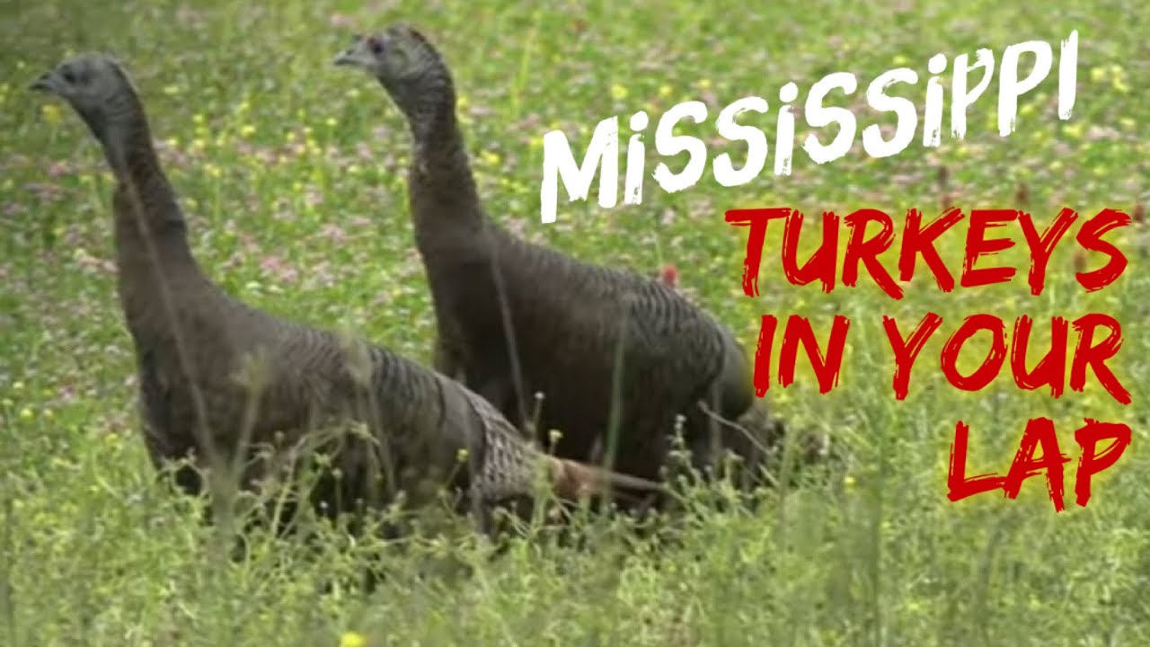 Mississippi Turkeys in Your Lap at Hollis Farms - YouTube