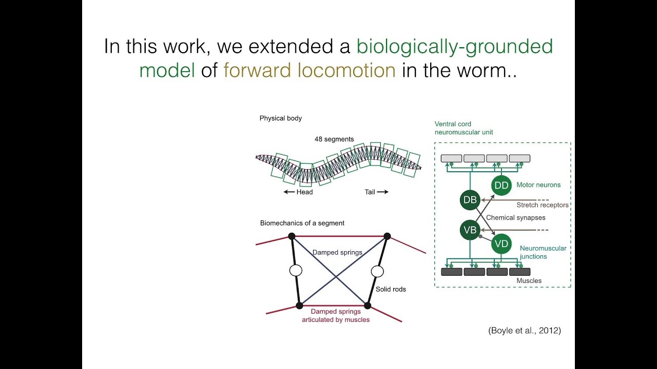 043 : An Integrated Neuromechanical Model of Steering in C. elegans ...