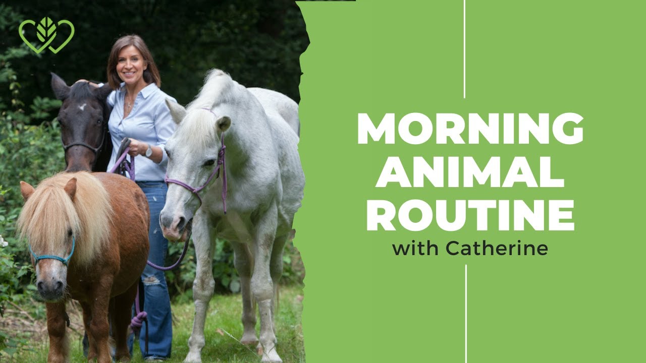 Part of My Morning Routine with Some of My Animals - YouTube
