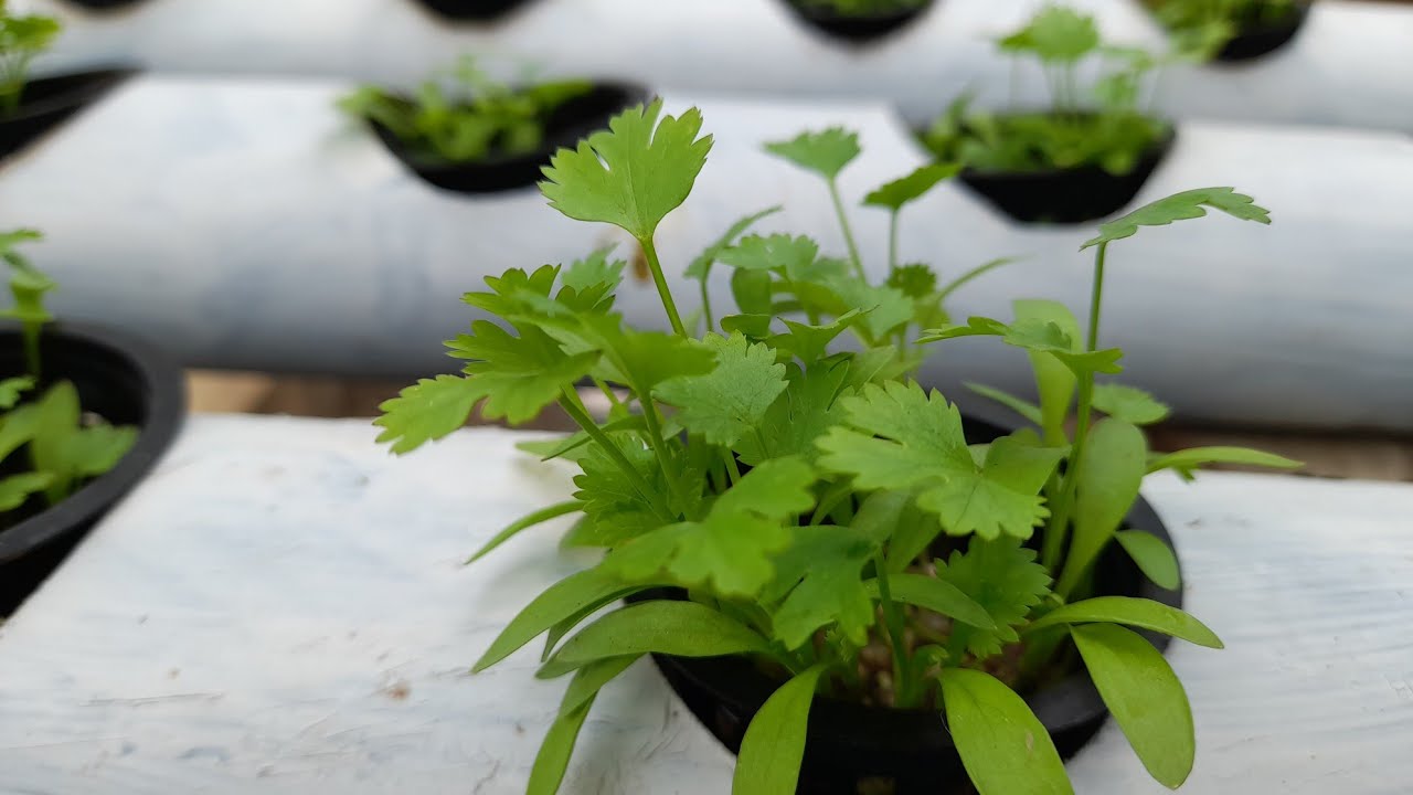 Cilantro hidroponico a 5 días de su trasplante al modulo - YouTube