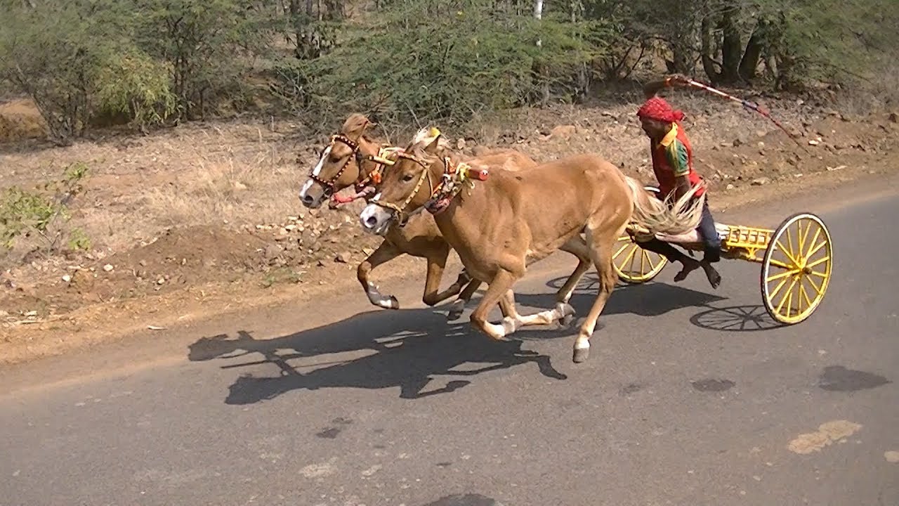 Horse racing,horse cart race in Tavaga part 1. Pferdewagenrennen ...