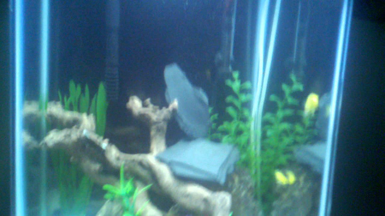 Update on 15 gallon aqueon column tank - YouTube