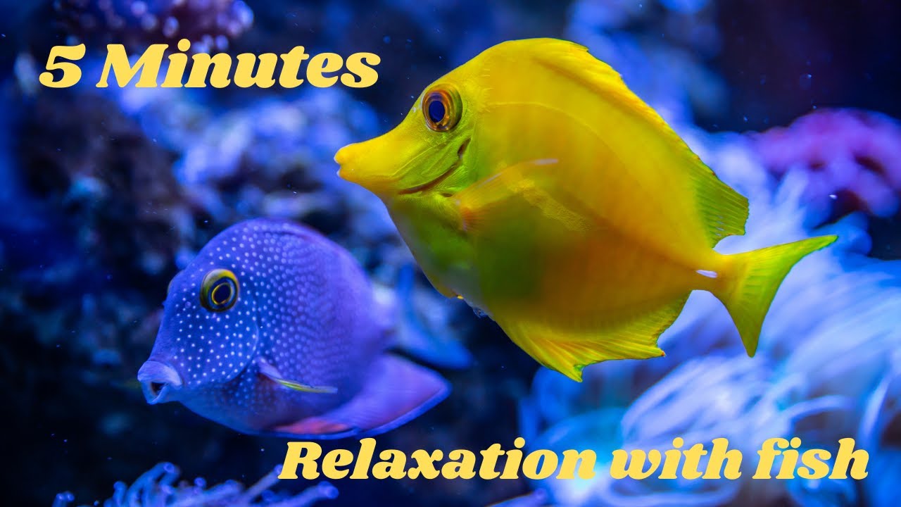 5 minutes of calming fish - YouTube