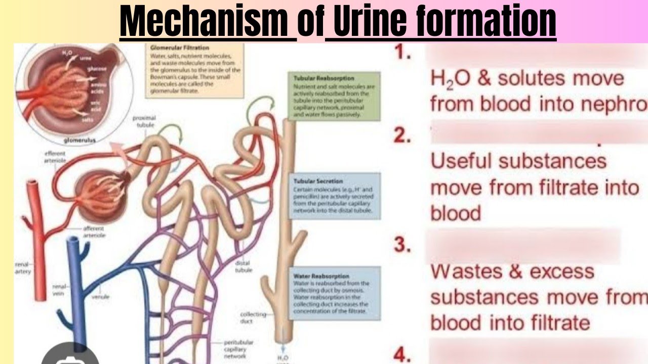 Mechanism of Urine formation - YouTube