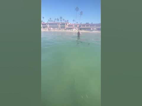 Sharks infested waters 😱 - YouTube