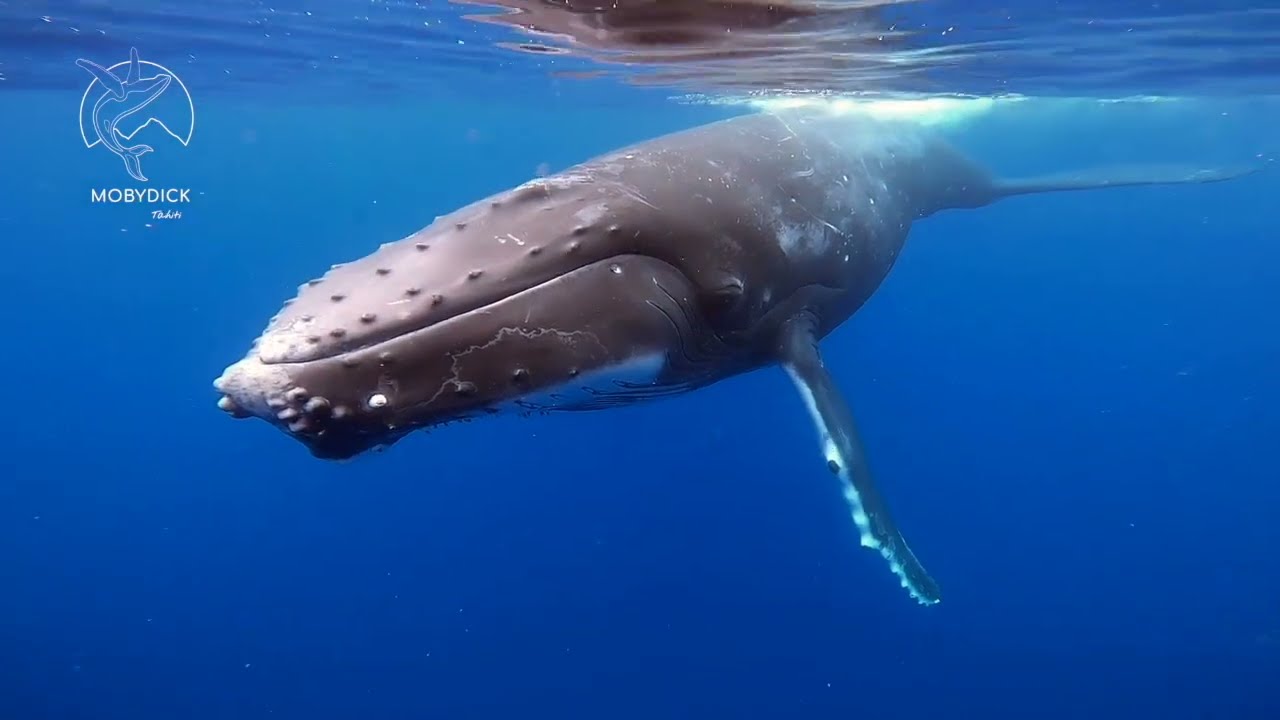 Vidéo complète de "Booly", la baleine caresse (24/08/22) / Booly, the ...