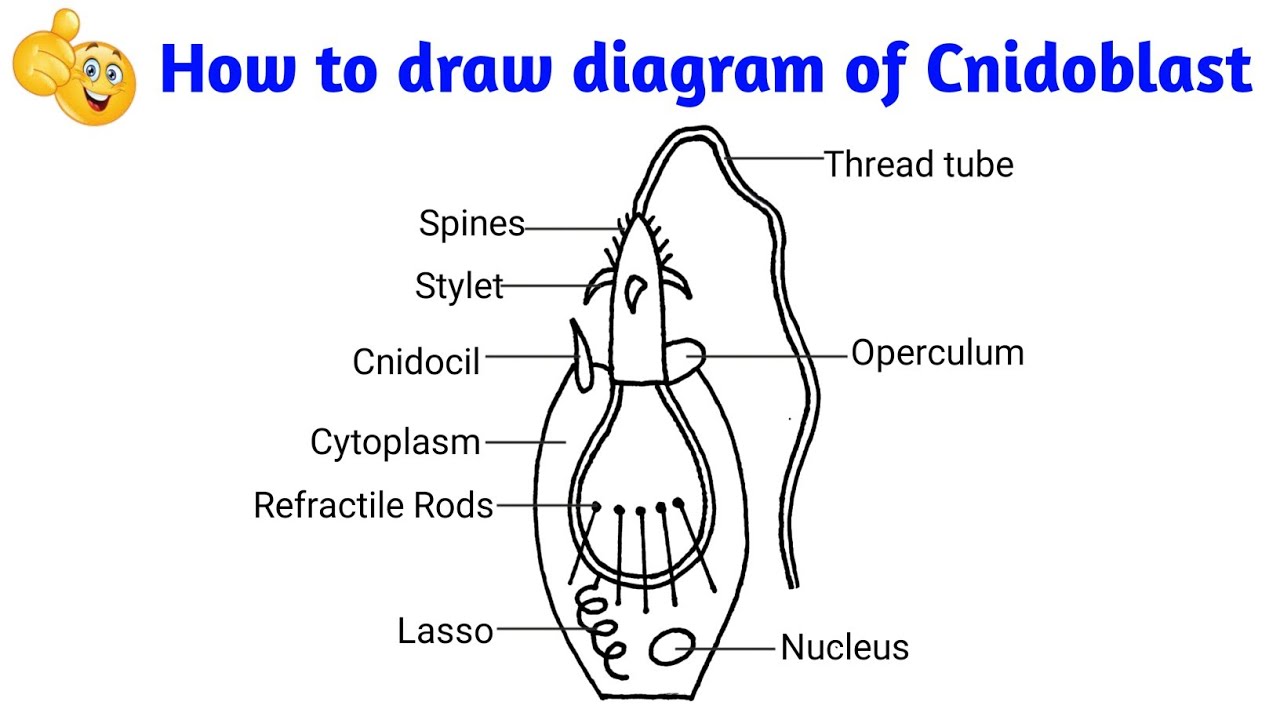 how to draw diagram of cnidoblast step by step for beginners - YouTube