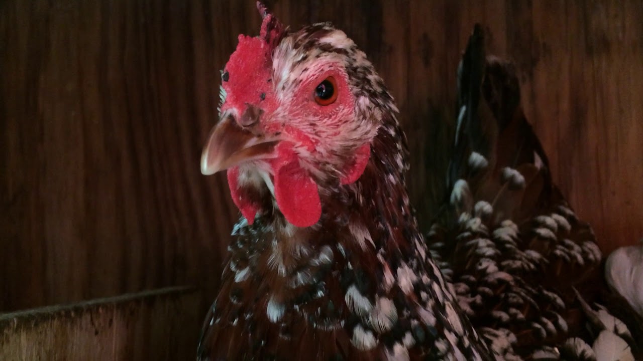 Menacing Chicken - YouTube