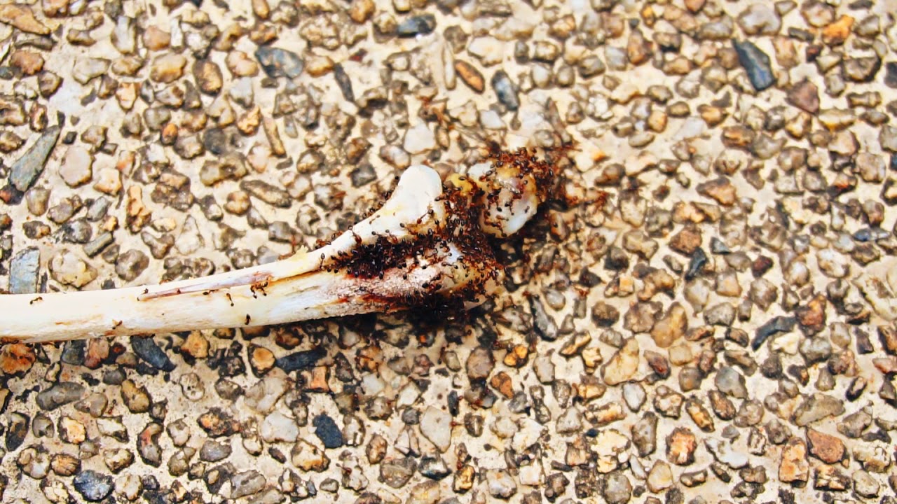 Free Stock Footage - The ants eating bone (Full HD 1080p) 3 shot in 1 ...