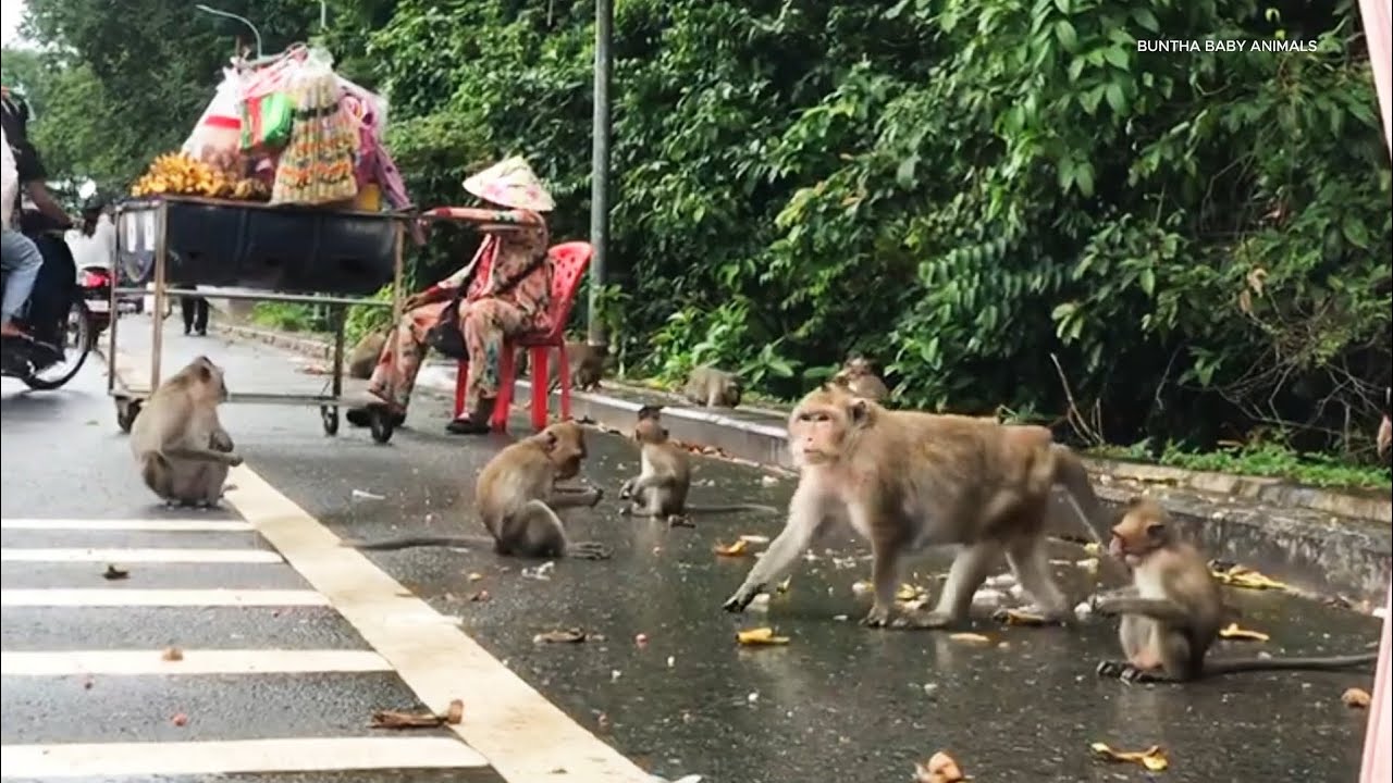 Really Accident....After Rain Wild Monkey Come Outside Find Food On The ...
