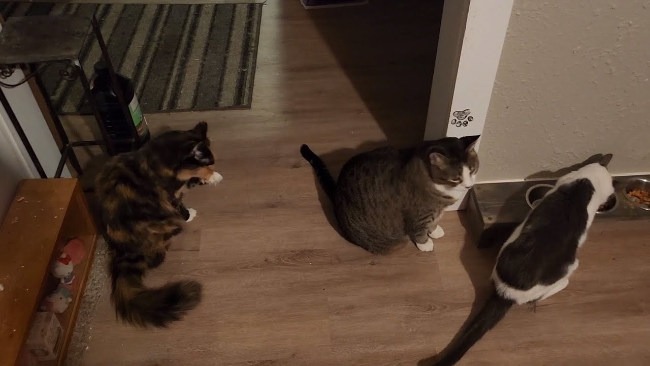 Back To Basics | Cat Check-In | Life With 18 Cats - YouTube