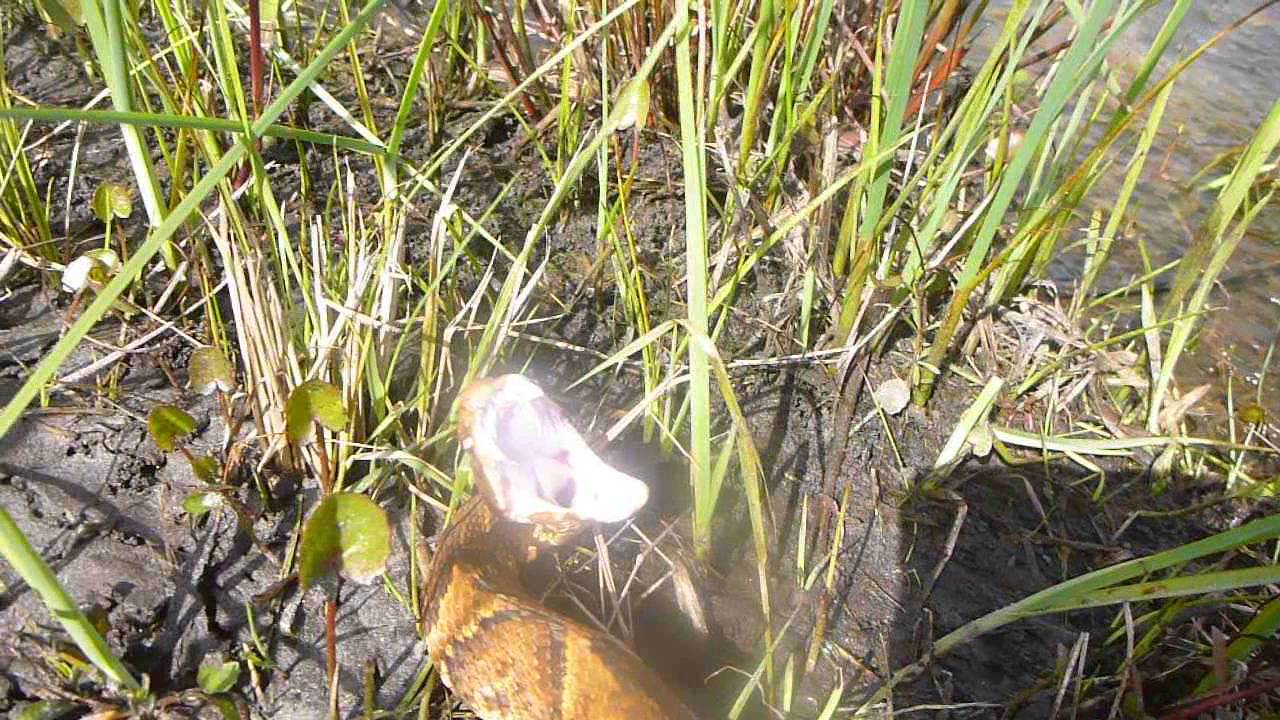 Juvenile water moccasin - YouTube