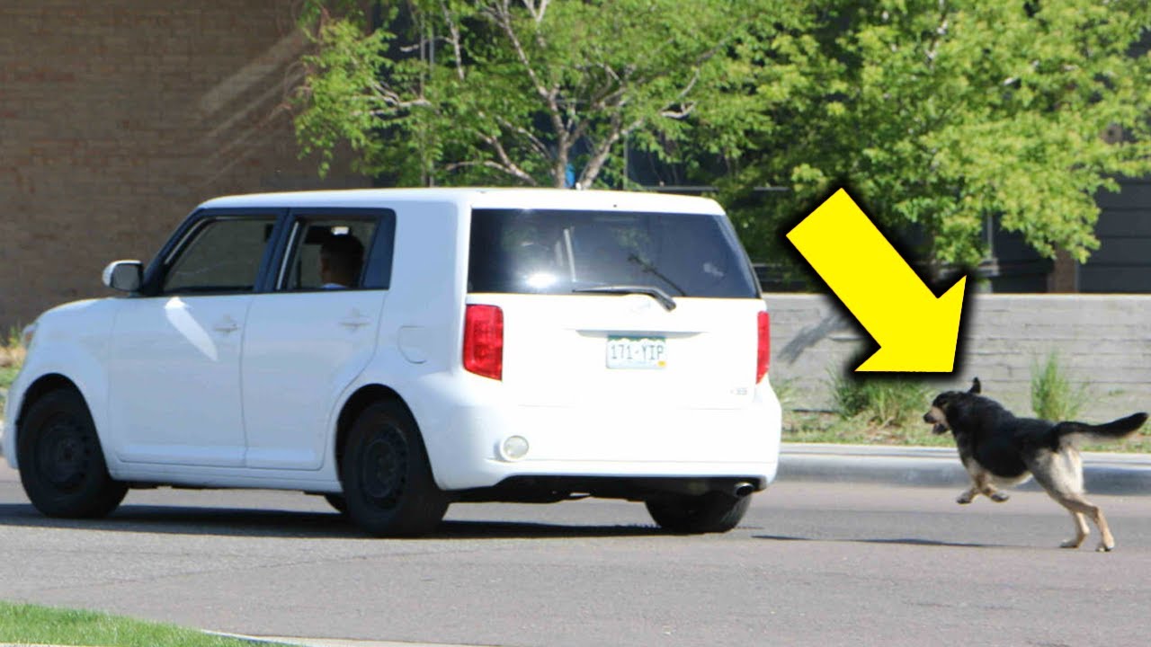 DOG Won’T Stop Chasing Car, When Police Search The Vehicle They Are ...