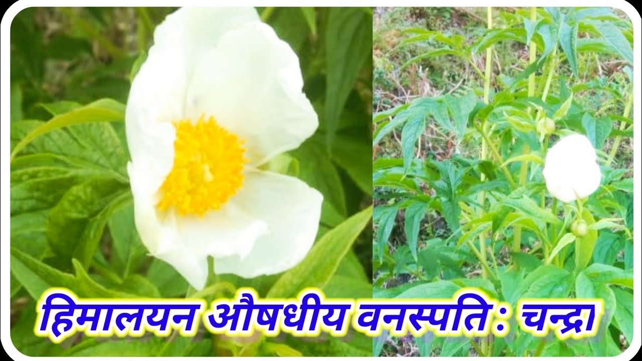 हिमालयन औषधीय वनस्पति : चन्द्रा | medicinal plant | chandra | himalayan ...