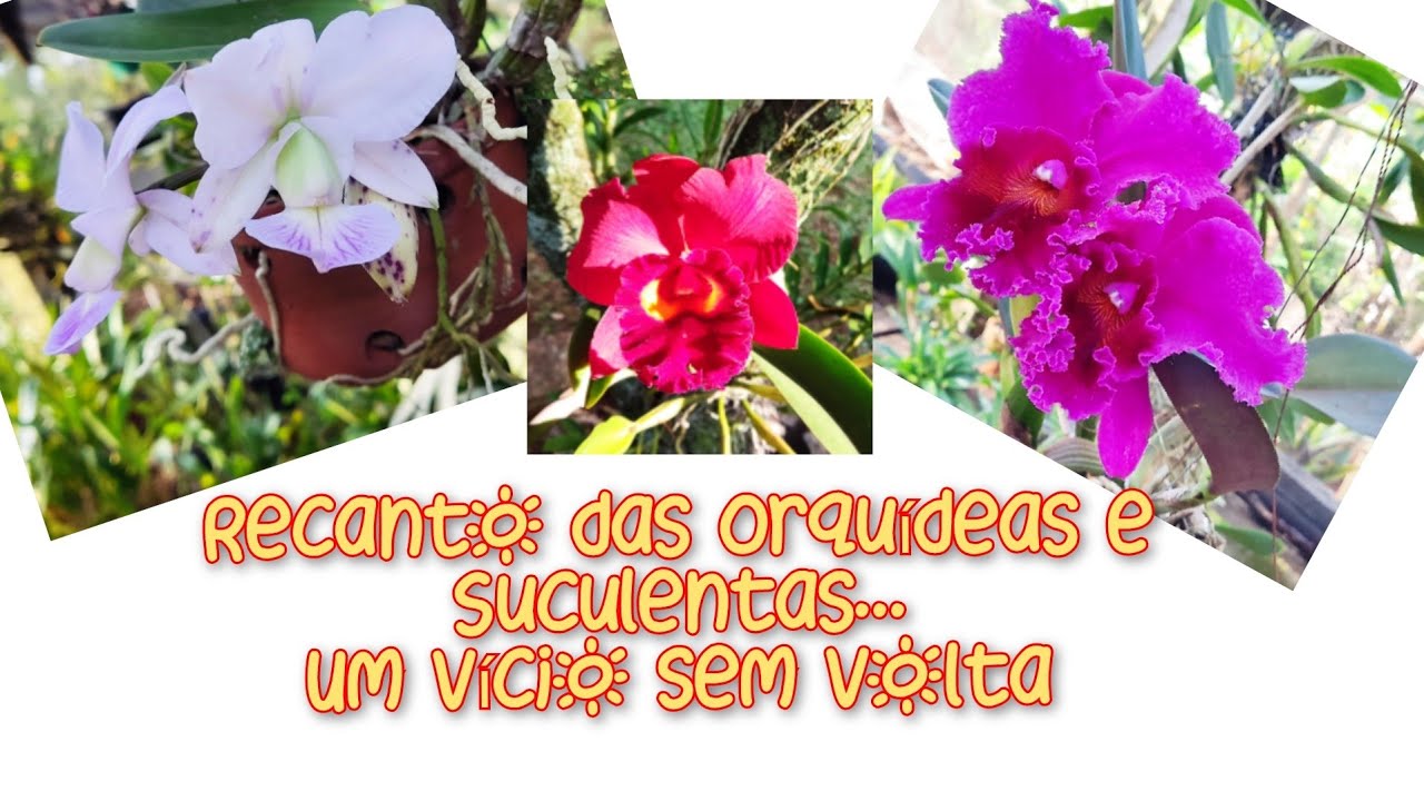 Recanto das Orquídeas e Suculentas... Um vício sem volta (parte 2 ...