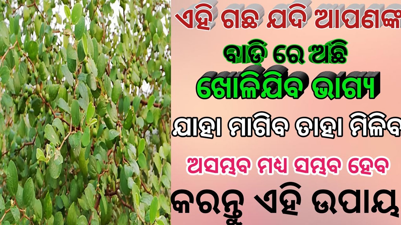 #TRANDING #TECBIGYAN Barkoli tree | The miracle of making money | ଧନ ...