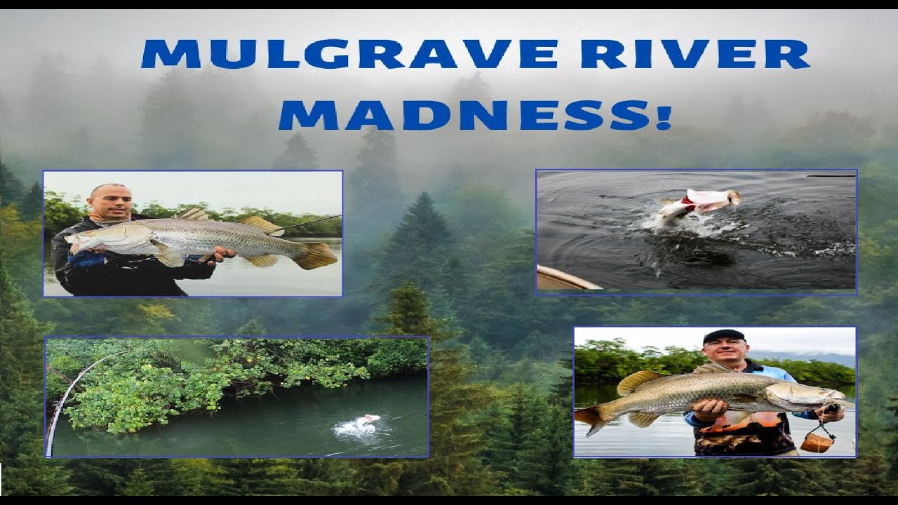 Barra Fishing in the Mulgrave River near Cairns - YouTube