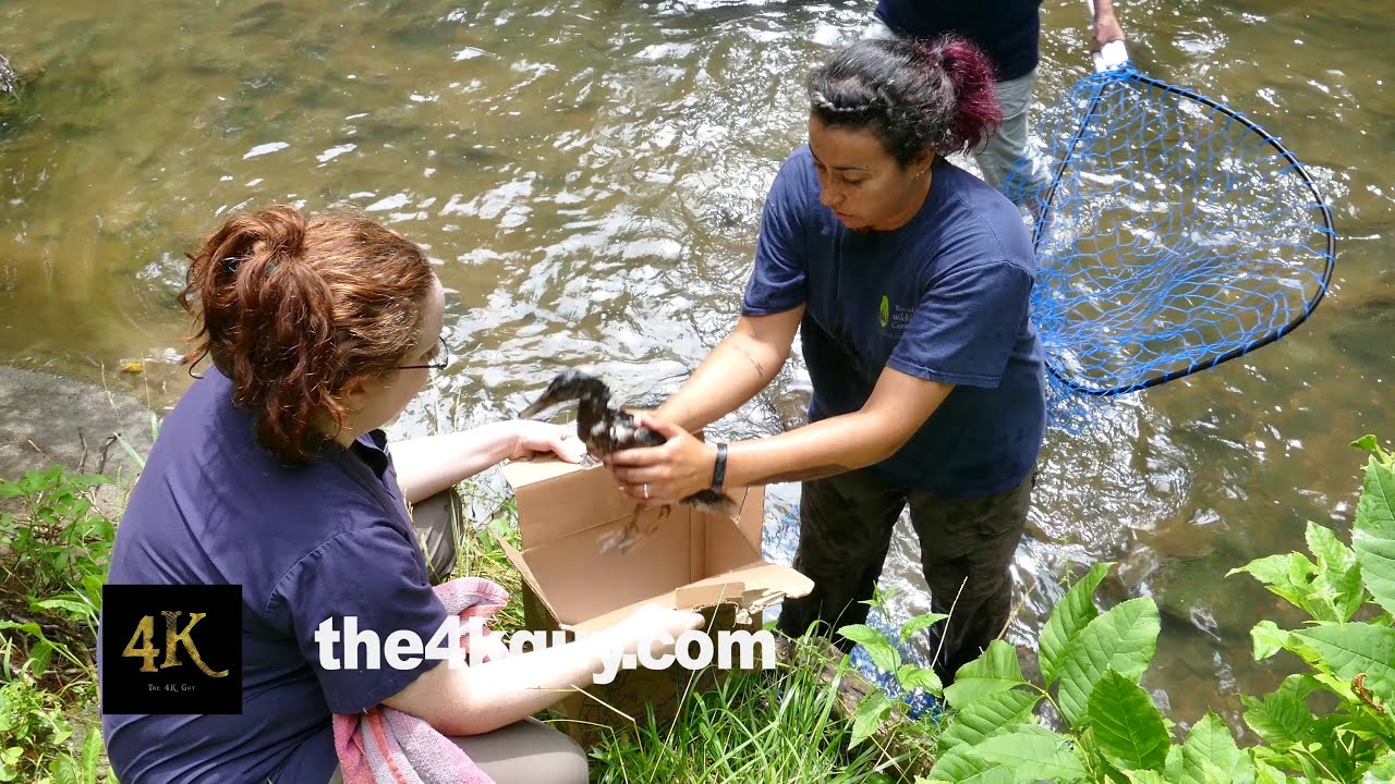 Toronto: Ducks rescued after oil spill in river 7-14-2015 - YouTube