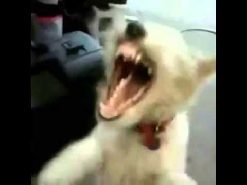 Introducing Death Metal Dog! - YouTube