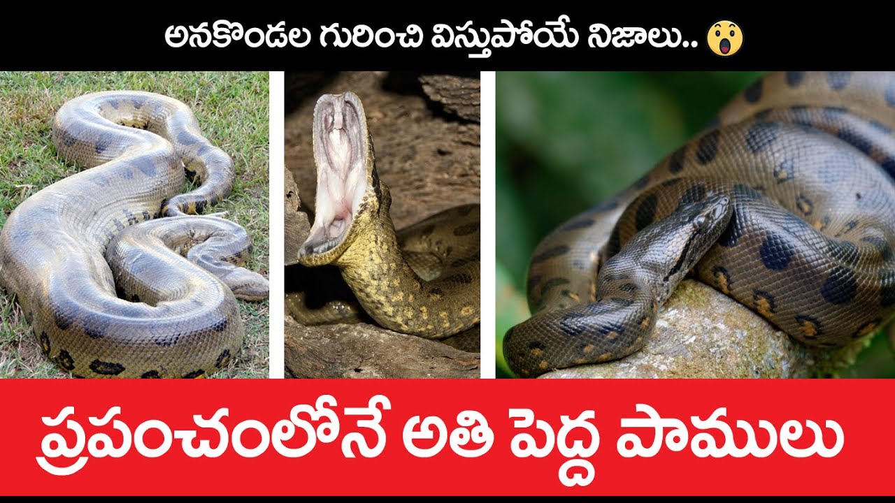 ప్రపంచంలోనే టాప్ 10 పాములు || The bigest snakes || Telugu wonder - YouTube